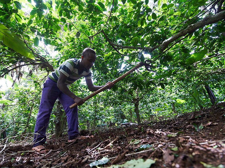 Conservation of Kihamba Agro-forestry Heritage Site - Uru Shimbwe, Tanzania ｜ Adaptation ...